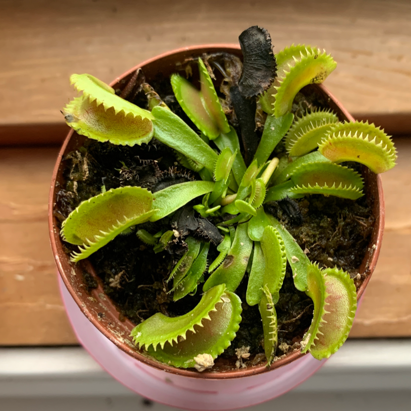 Venus Fly Trap Fertilizer: How And When To Use It 🪰