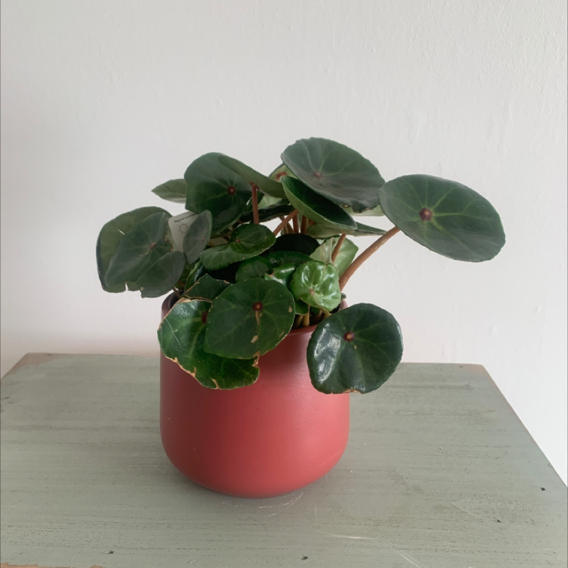 How to Care for Begonia Red Ruby: Mastering Water, Sunlight & More