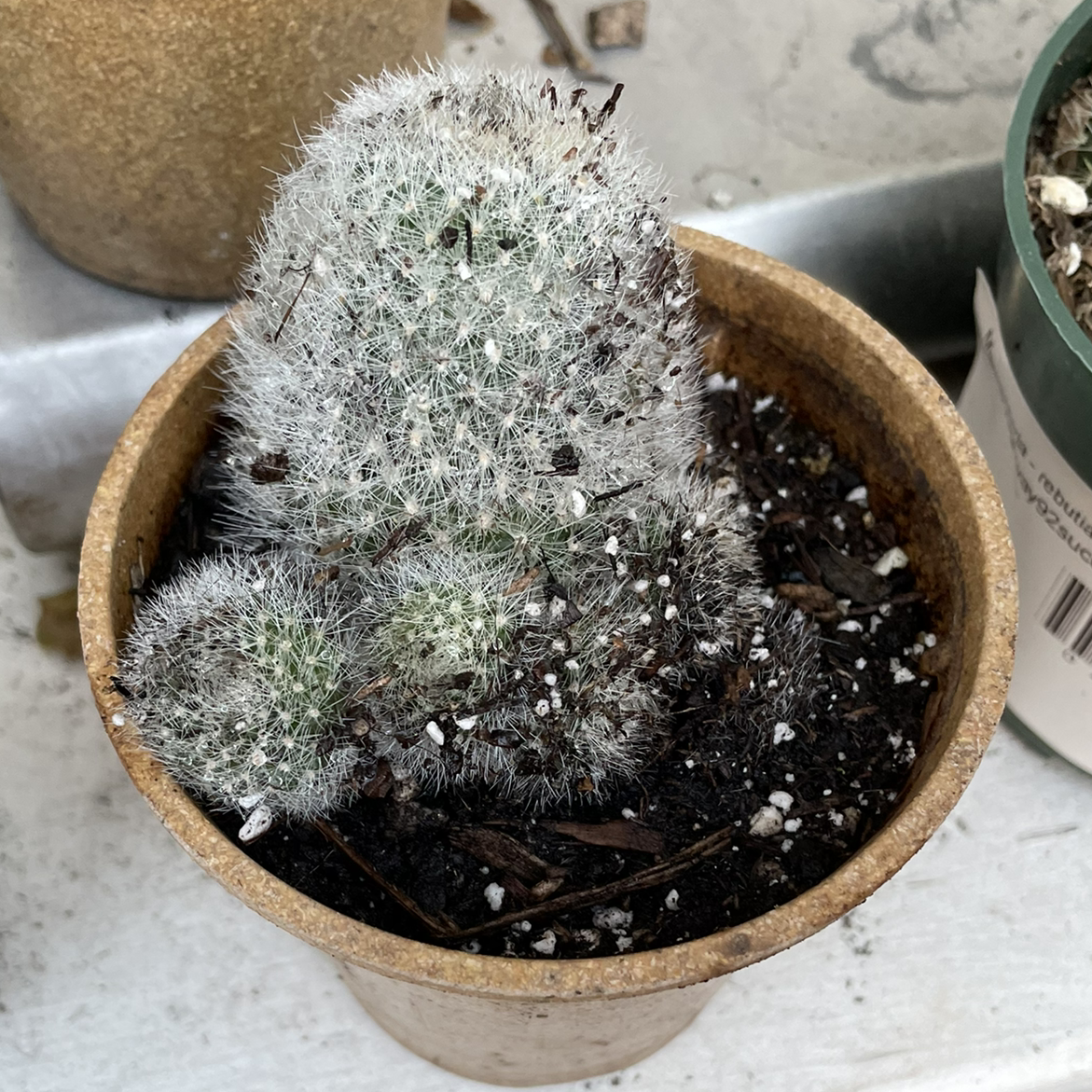 Black Spots on My Silver Cluster Cactus Leaves