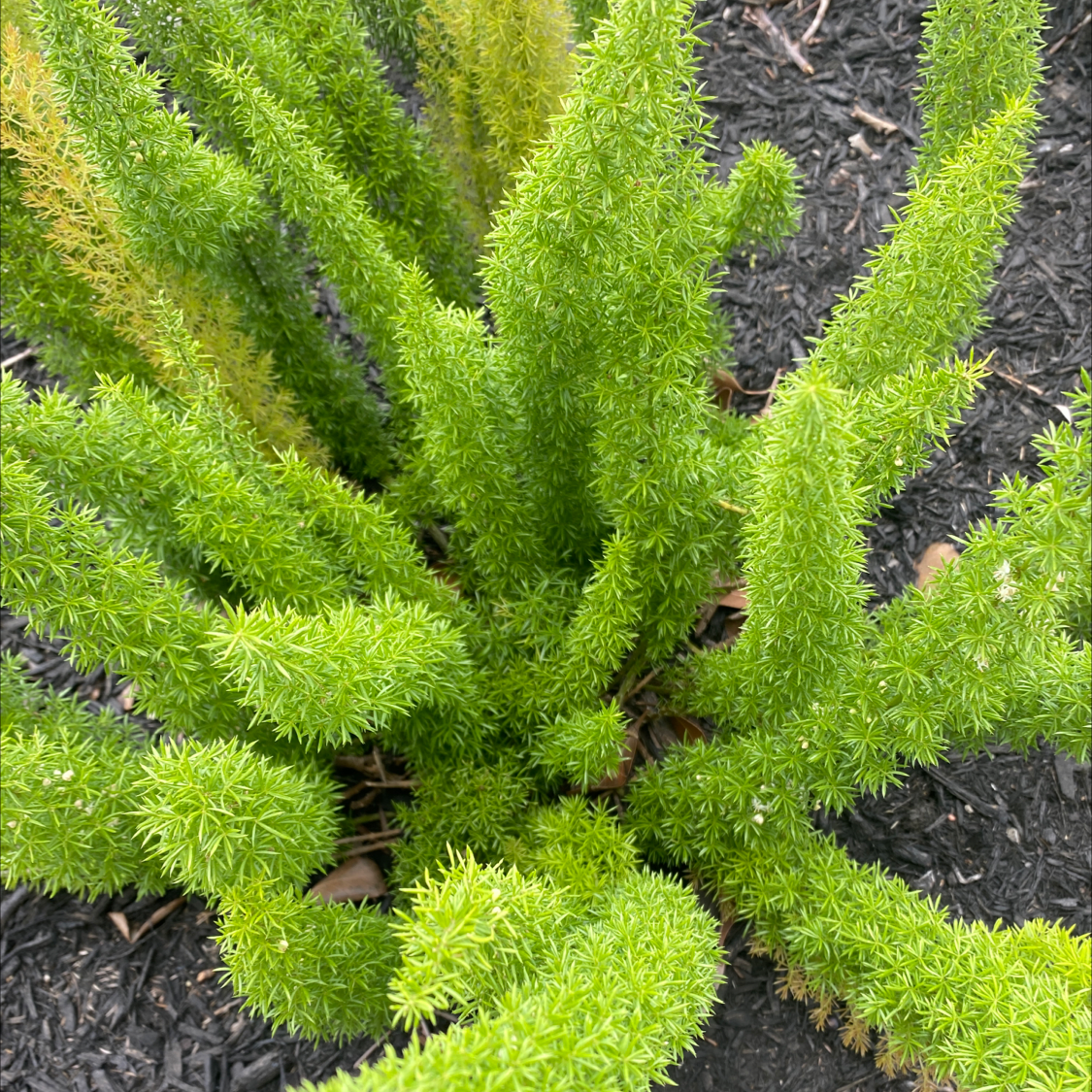 🐛 What To Do About Bugs on My Plume Asparagus?