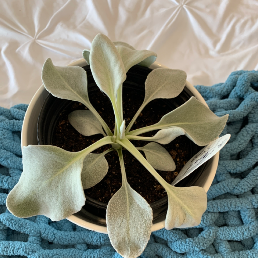 🌞 Does My Angel Wings Senecio Need Direct Sunlight?