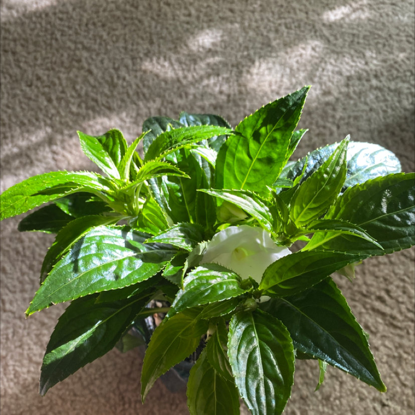 New Guinea Impatiens Root Rot Solutions