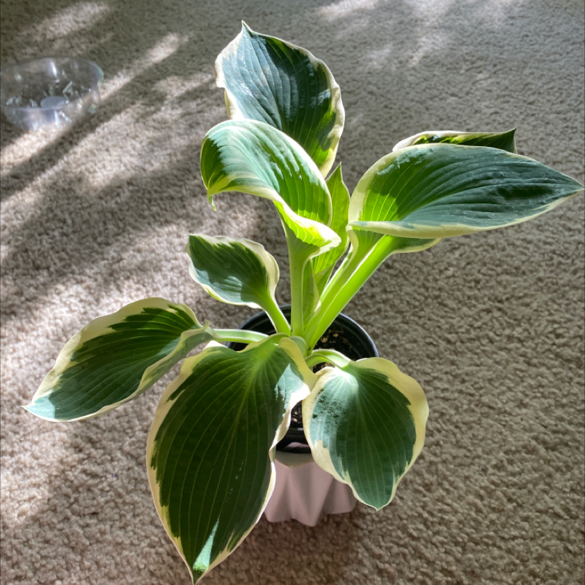 What Temperature Does My Halcyon Hosta Need?
