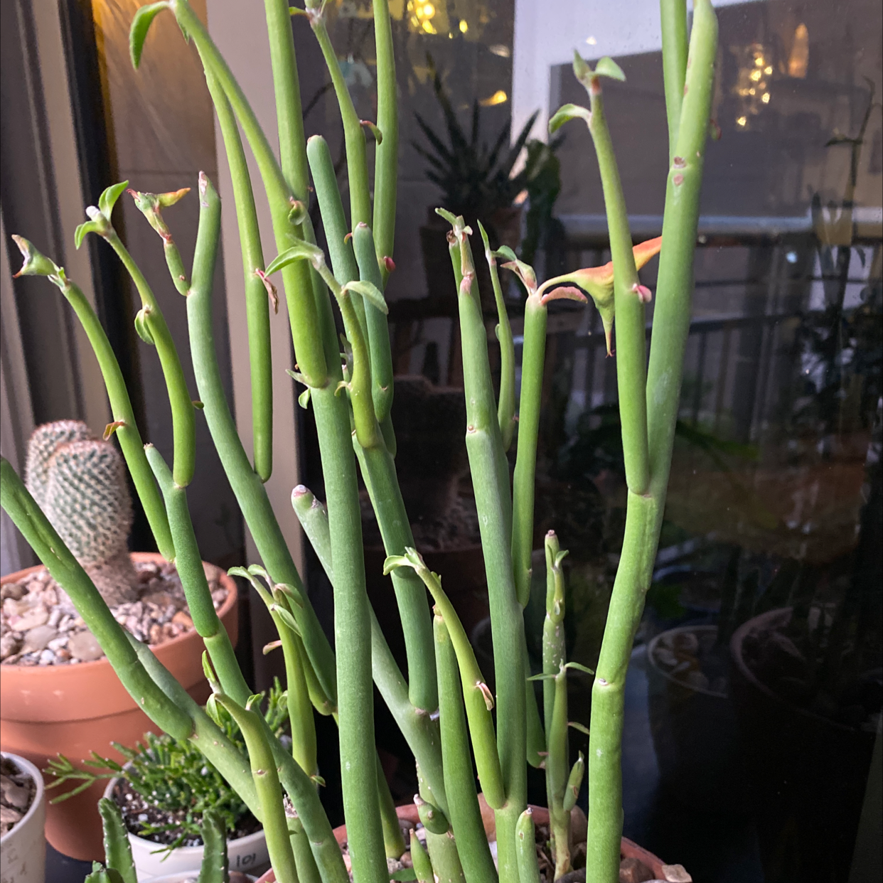 What Are The Bugs on My Slipper Plant? 🐛