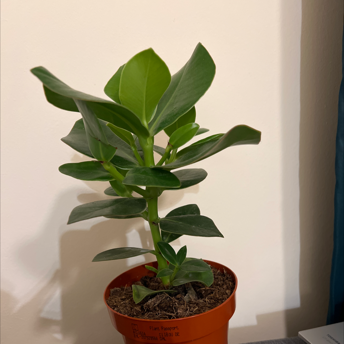 Black Spots on My Dwarf Clusia Leaves