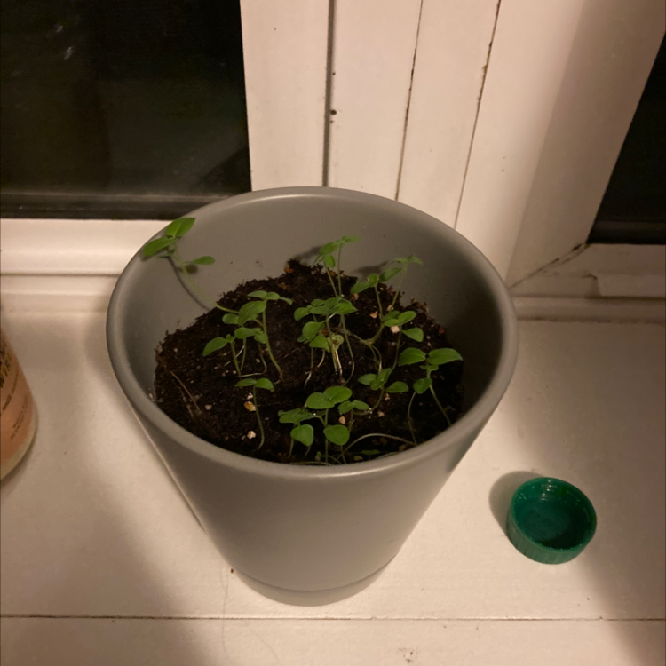 How Do I Fix common snapdragon root rot?