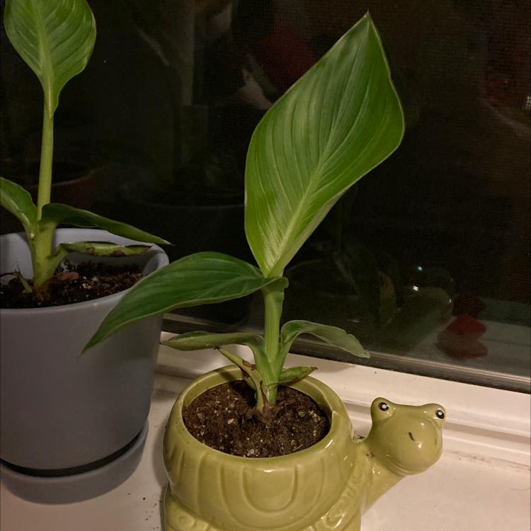 Should I Repot My Canna Lily And If So, How?