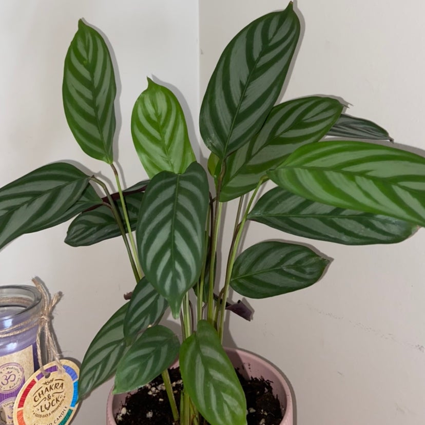 Calathea 'Freddie' Plant Care: Water, Light, Nutrients | Greg App 🌱