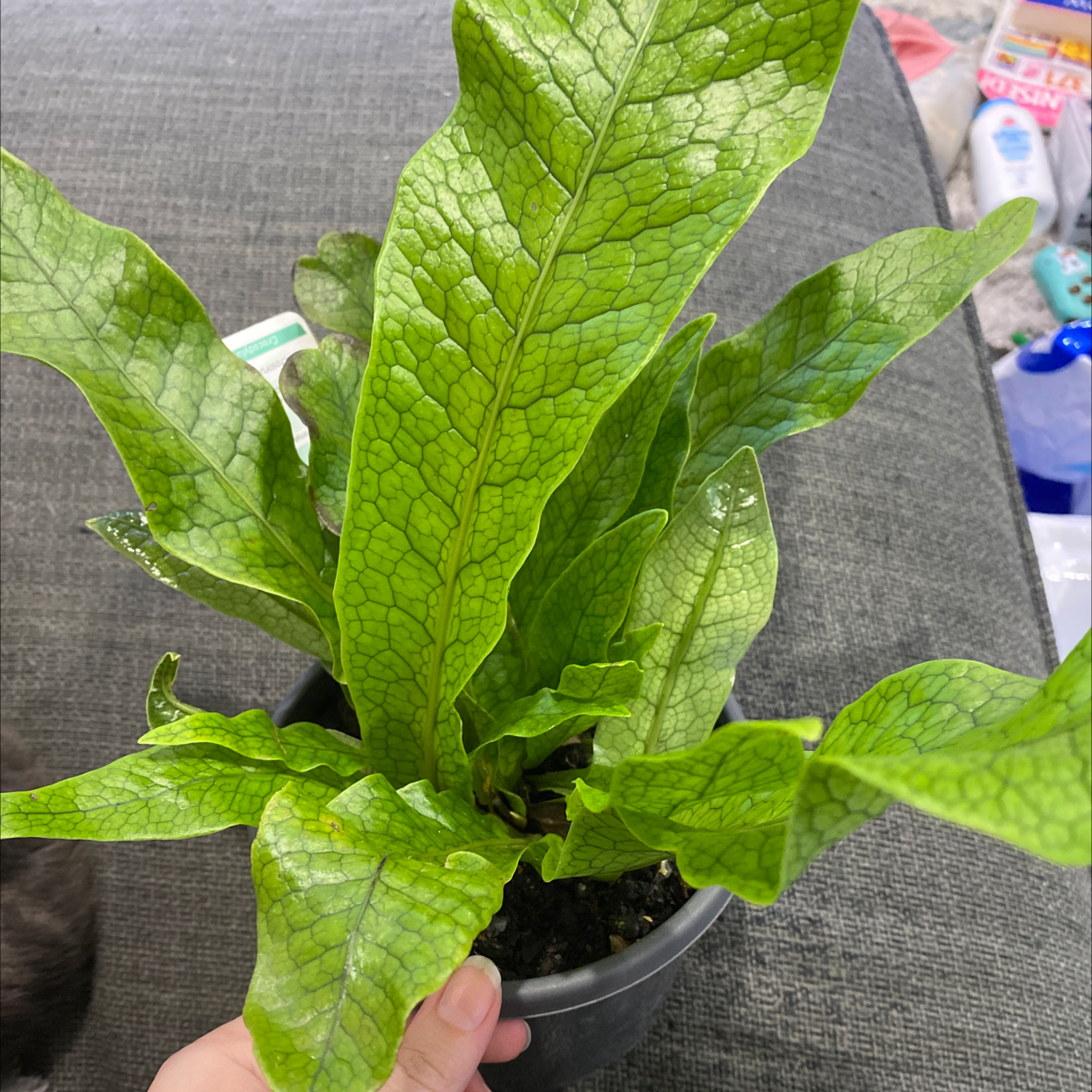 🐊 Is My Crocodile Fern Getting Too Much Direct Sunlight?