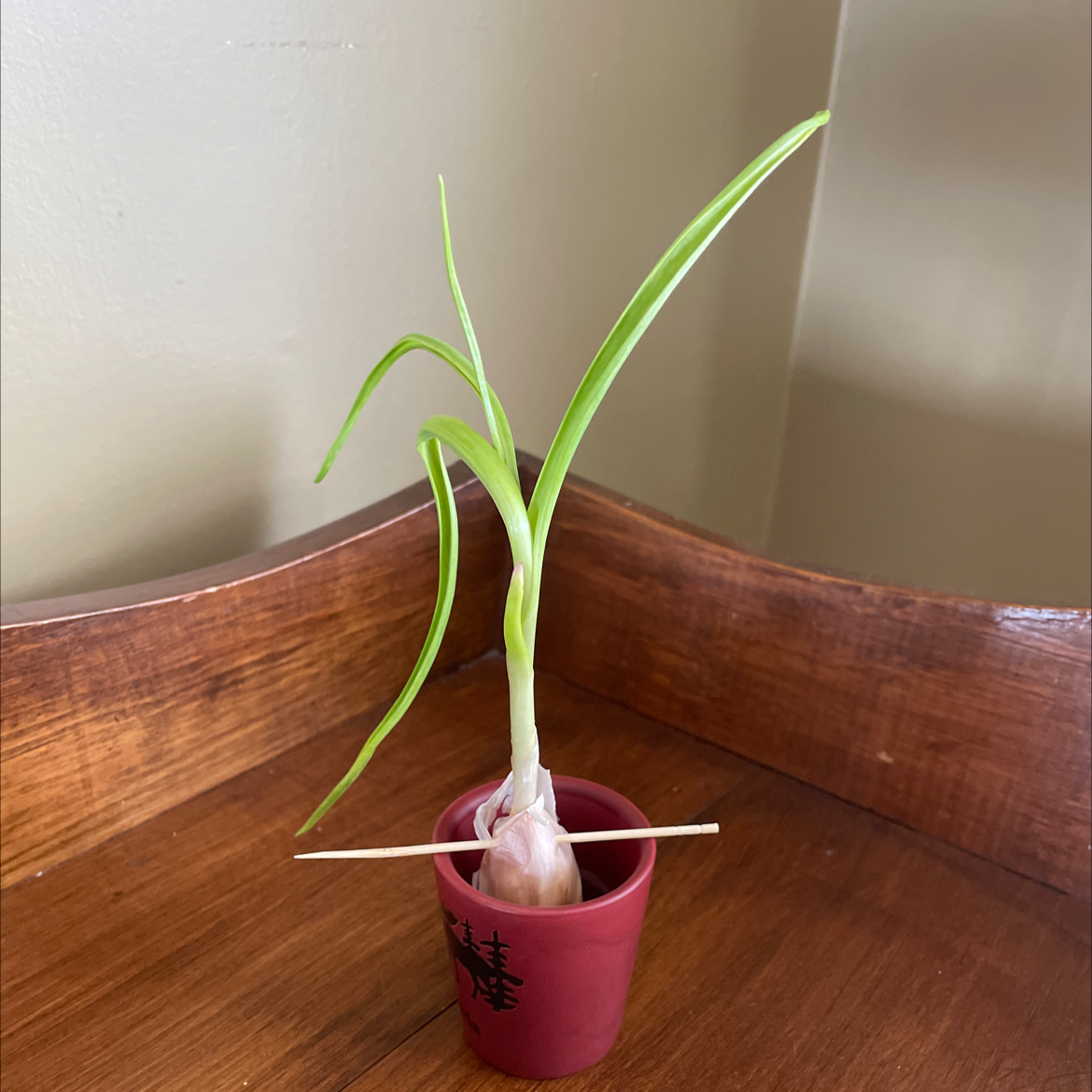 Why Are There Black Spots on My Garlic Leaves?