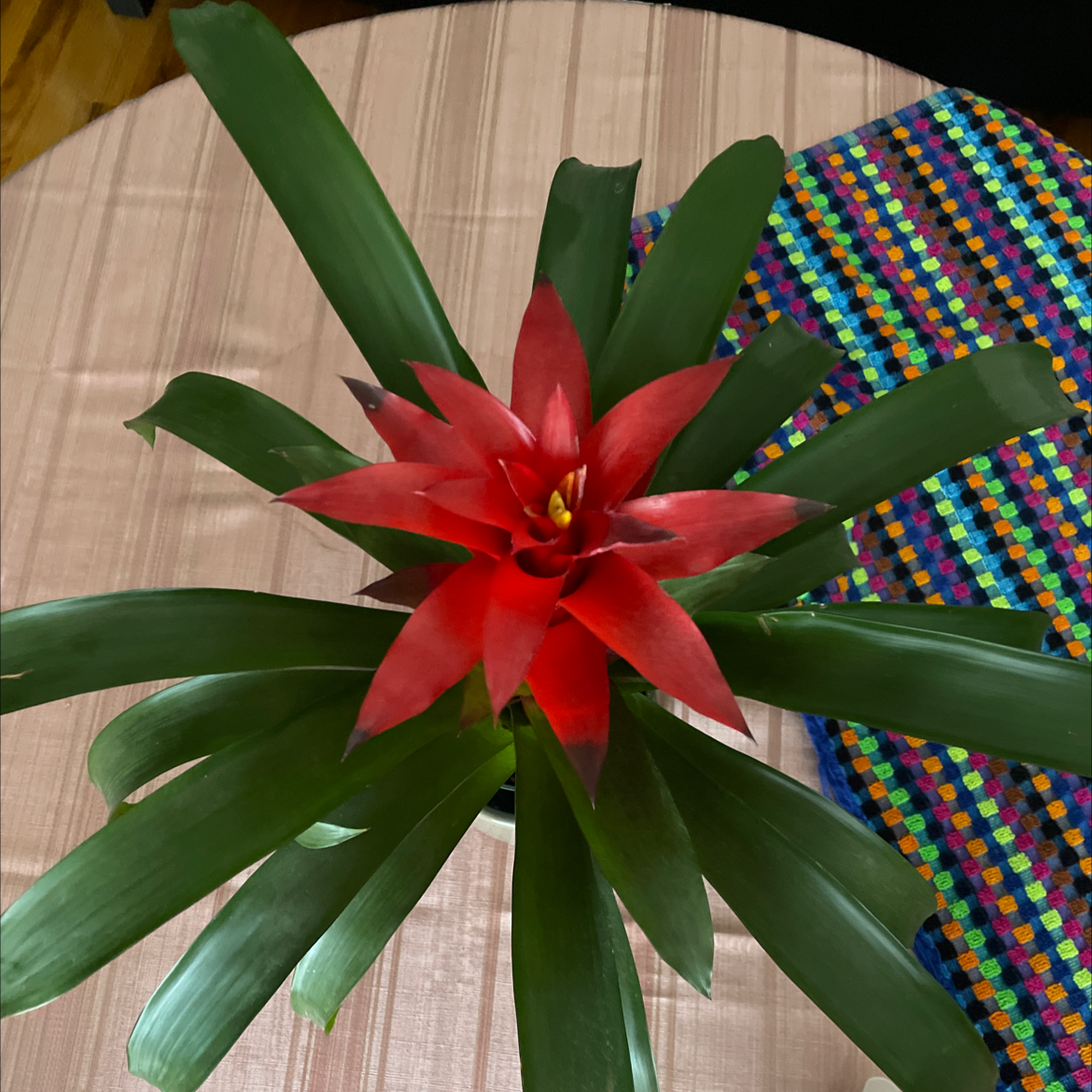How Can You Tell If A Aechmea fasciata 'Primera' Is Dying?
