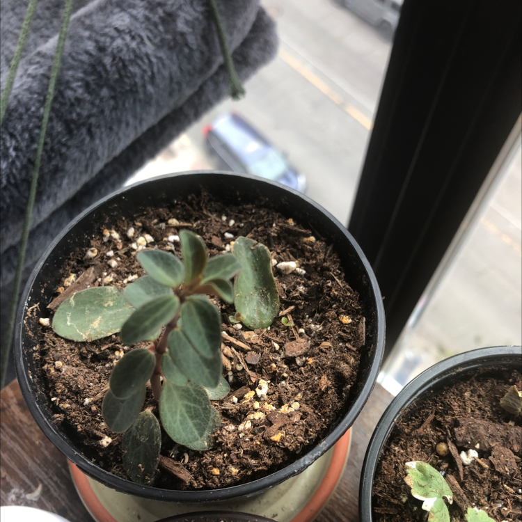 What Temperature Does My Peperomia Red Log Need?