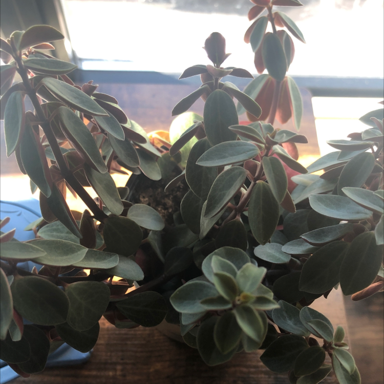 Peperomia Red Log Plant Care: Water, Light, Nutrients | Greg App 🌱