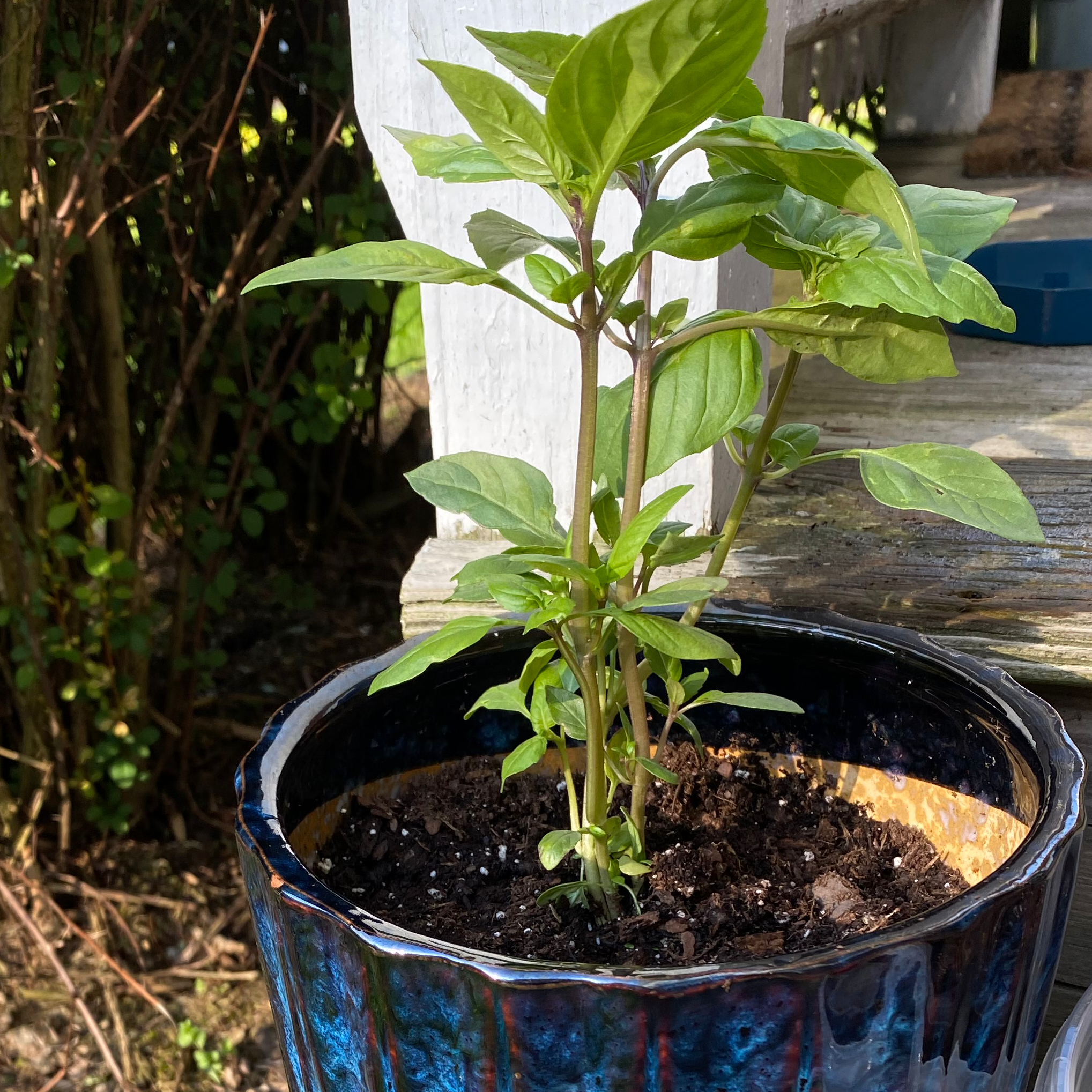 Why Are My Thai Basil Leaves Droopy? 💧