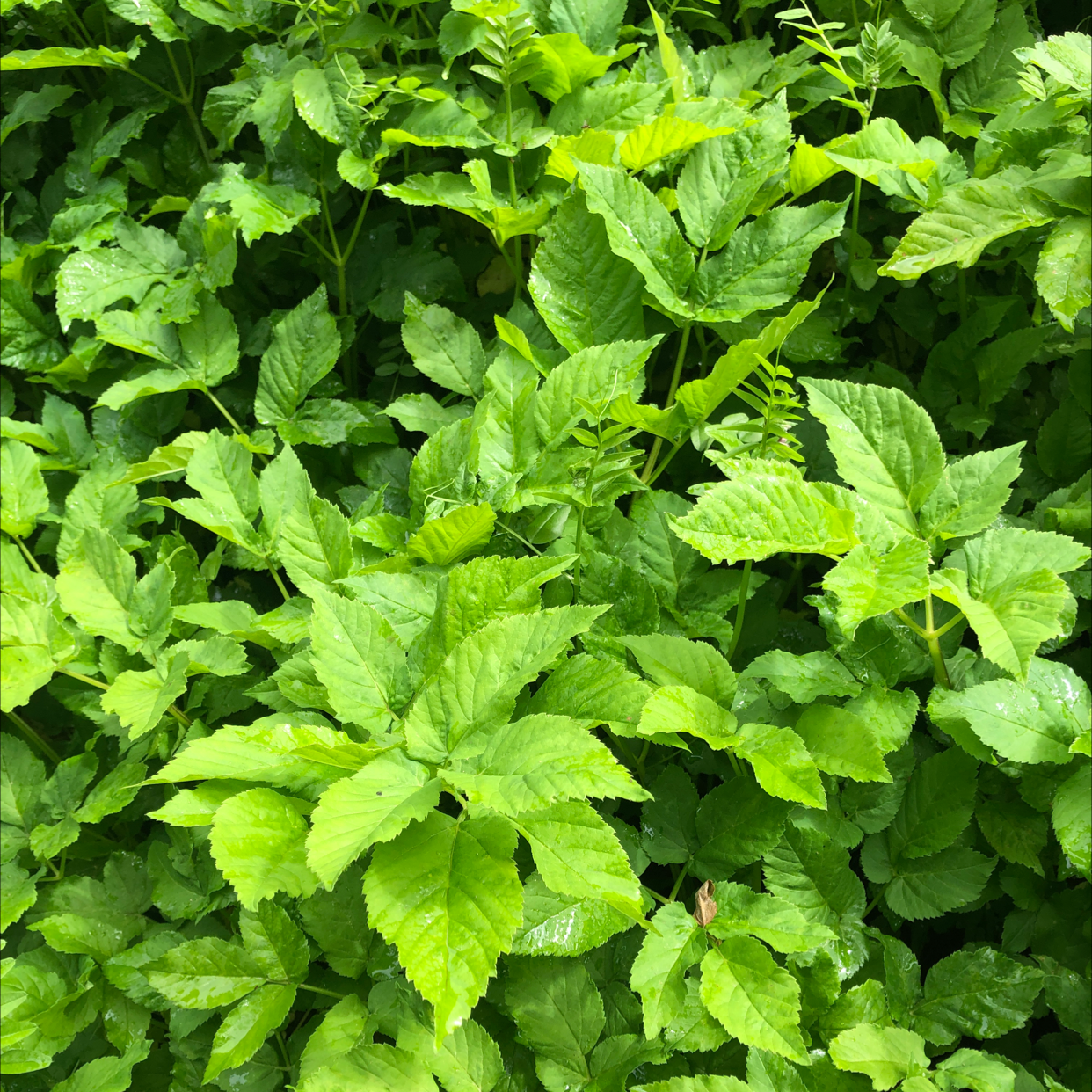 My Bishop's Goutweed's Light Needs