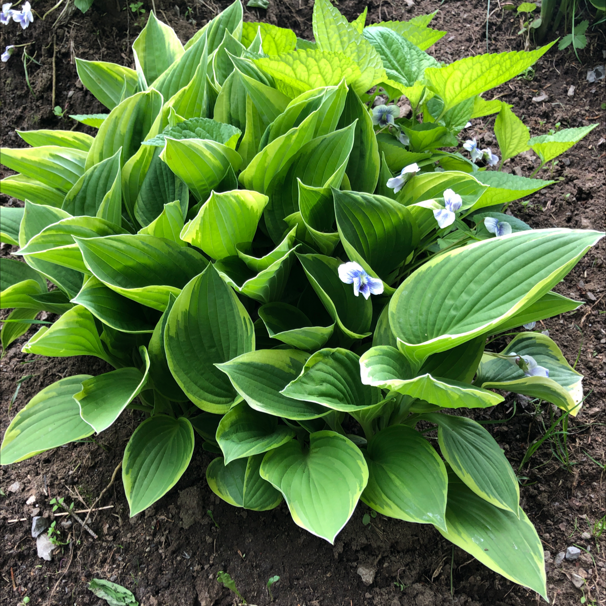 🌞 Is Direct Sunlight Good for My Siebold's Plantain Lily?