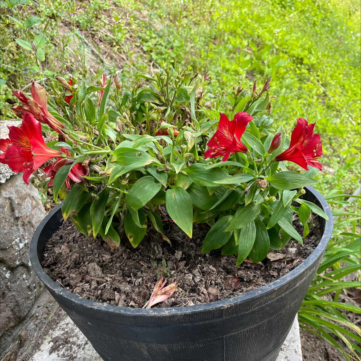 10 Advantages of Having a Peruvian-Lily