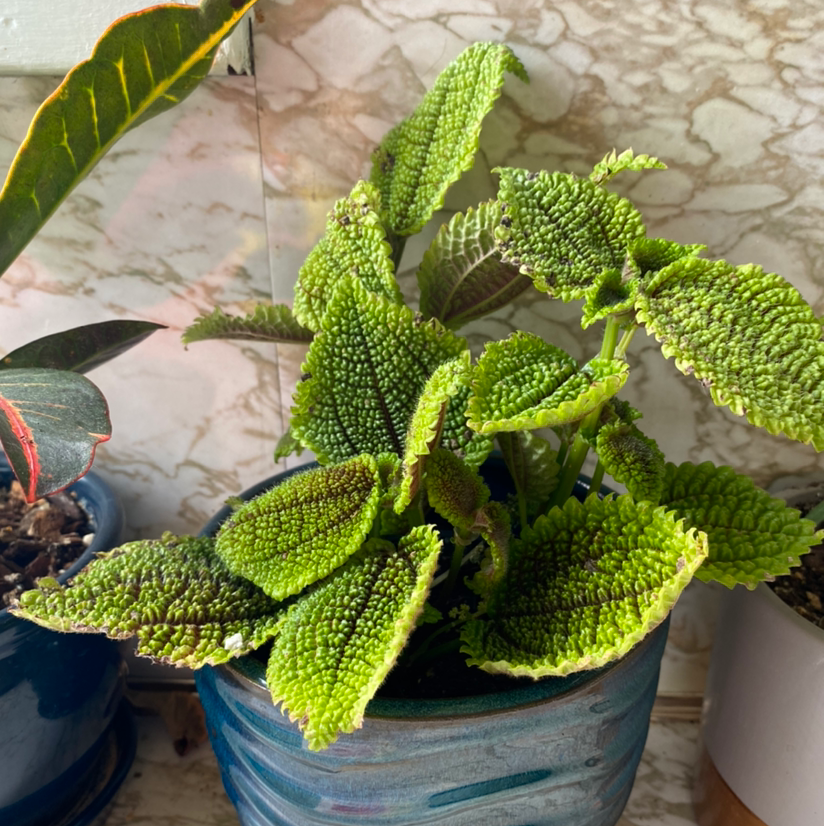 Keep Your Pilea 'Moon Valley' Alive: Light, Water & Care Instructions