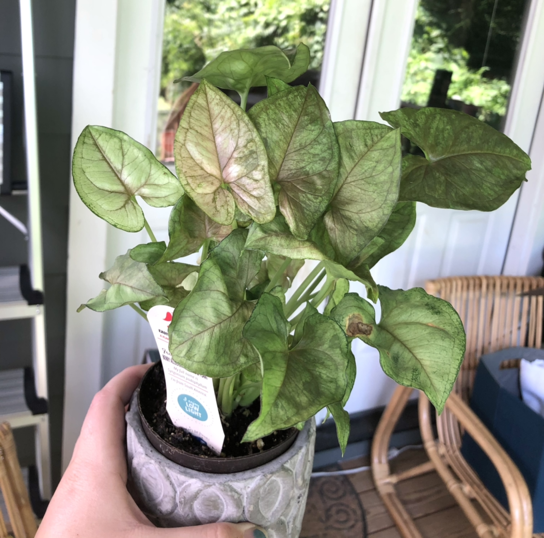 Why Are There Brown Spots on My Syngonium 'Berry' Leaves?