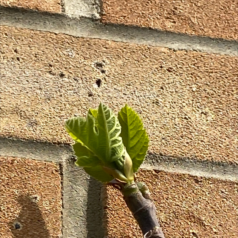 🥀 How Do I Fix brown turkey fig root rot?