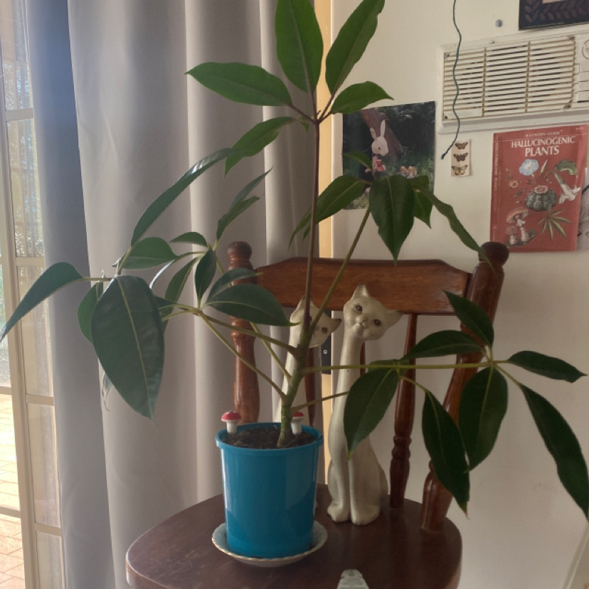 Keep Your Mallet Flower Alive: Light, Water & Care Instructions