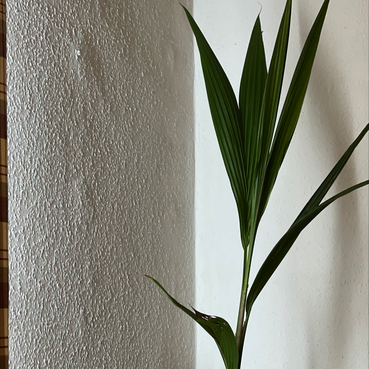 🥥 When and Where Should I Trim My Coconut?