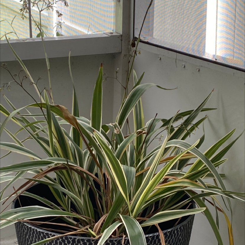 Propagating Tasmanian Flax-Lily: The Ultimate Guide