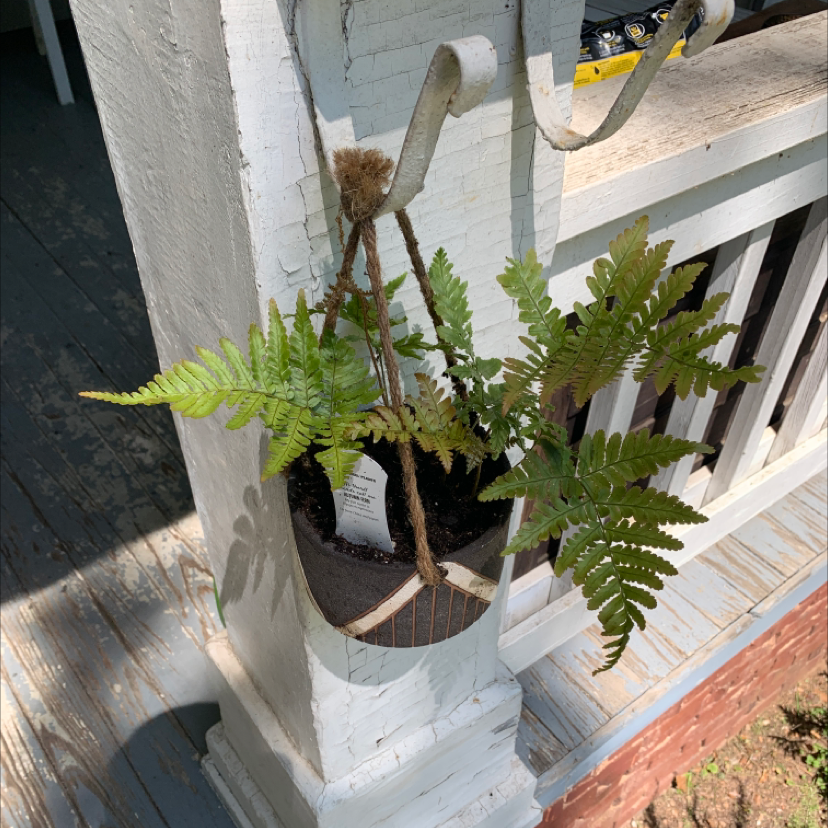 10 Benefits of Having an Autumn Fern