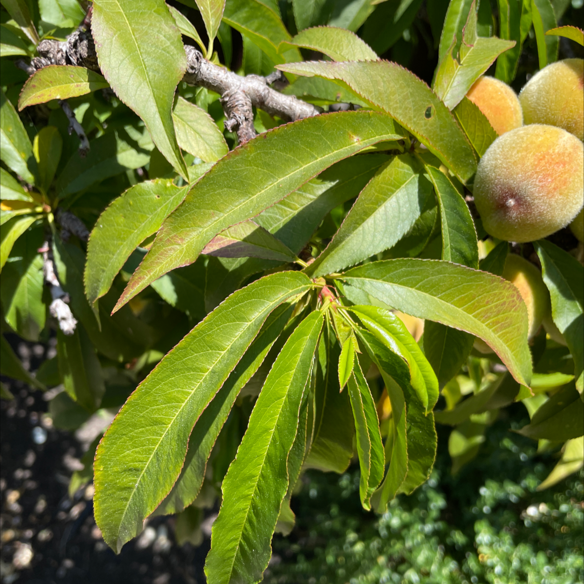 🐛 What To Do About Bugs on My Peach Tree?