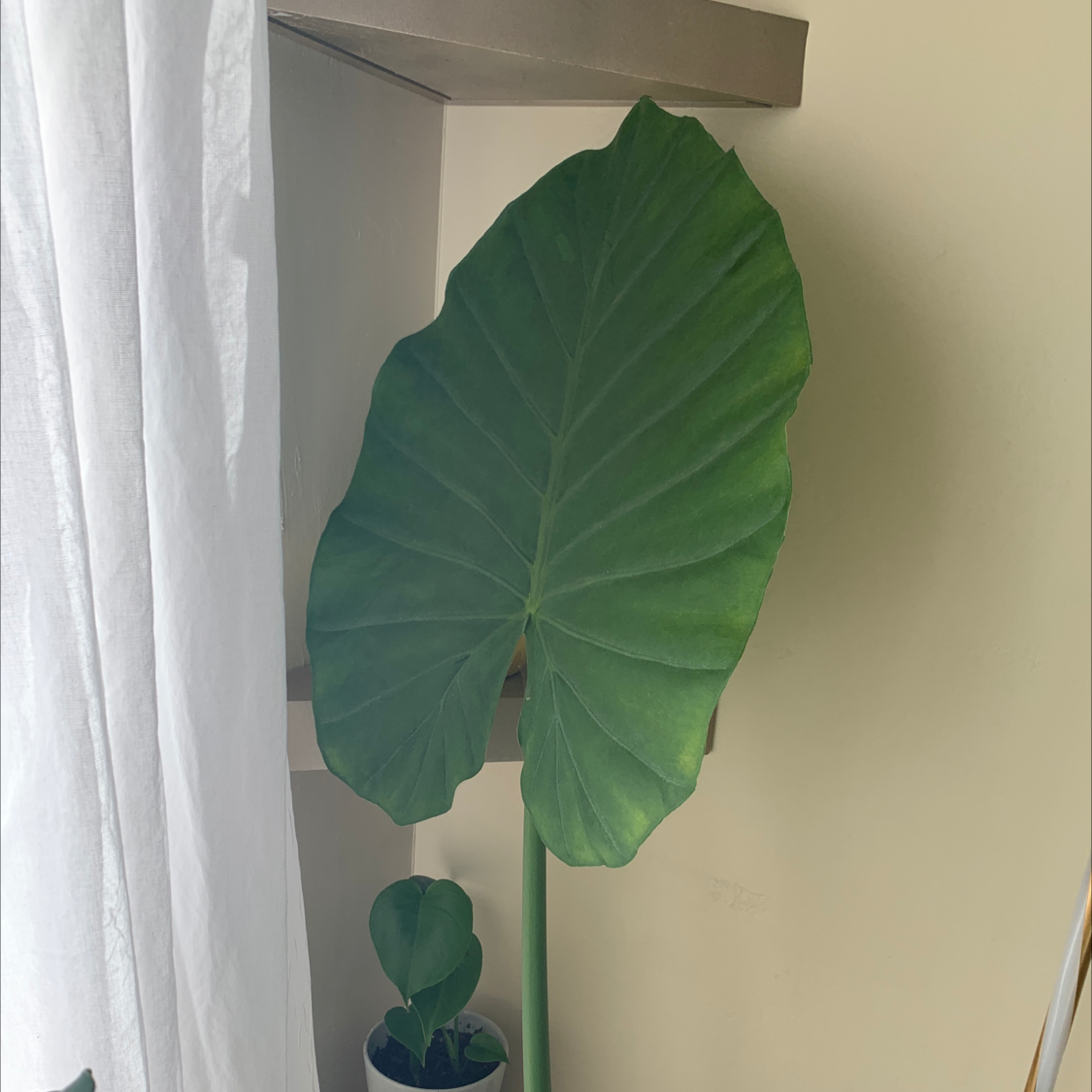 How Can You Tell If An Arrowleaf Elephant Ear Is Dying?