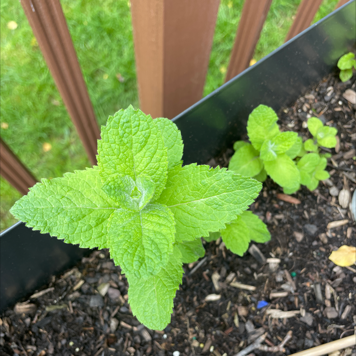 🍋 What Does It Mean When Lemon Balm Blooms?