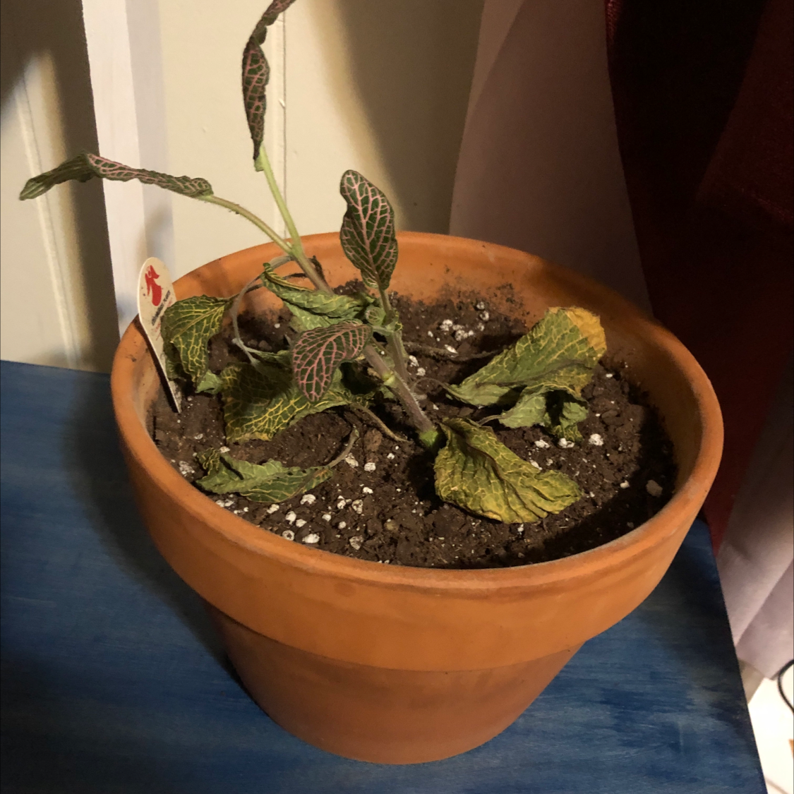 💧 Why Are My Nerve Plant Leaves Mushy?