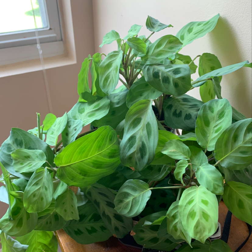 🙏 Propagating Your Red Prayer Plant: Step-by-Step Guide