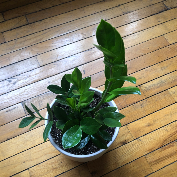 Choosing The Best Soil For Your ZZ Plant 🌱