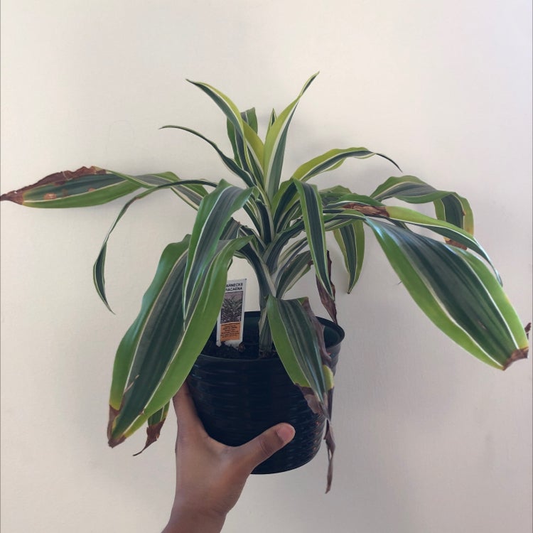 How Do I Fix Cornstalk Dracaena Root Rot?