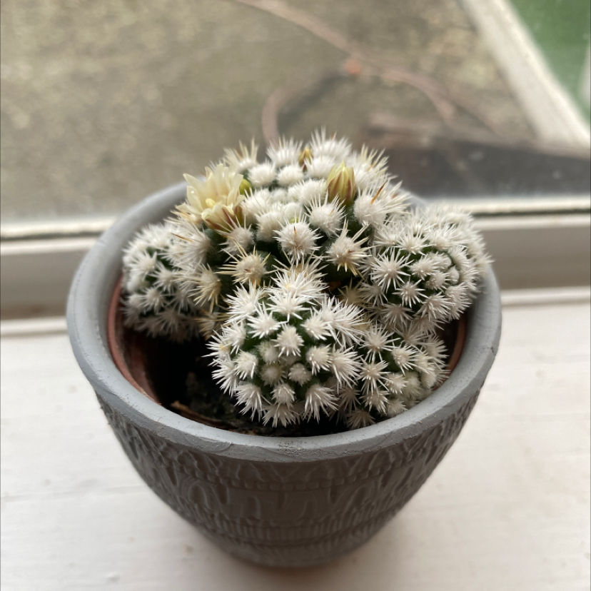 How to Care for Pincushion Cactus: Mastering Water, Sunlight & More