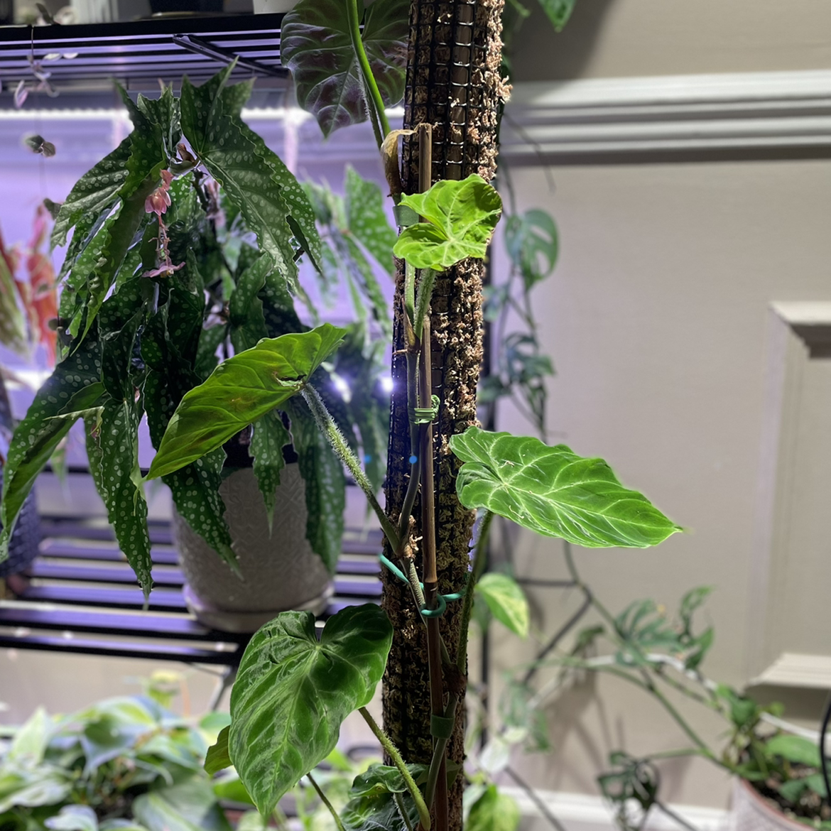 Propagating Ecuador Philodendron: Step-by-Step Guide