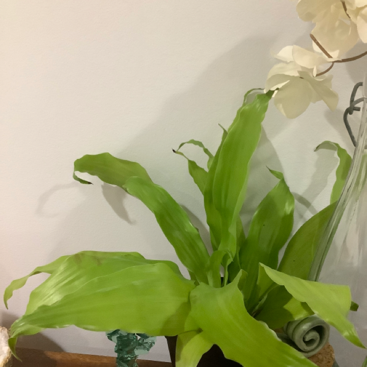 🌞 How Much Sunlight For Your Dracaena Limelight