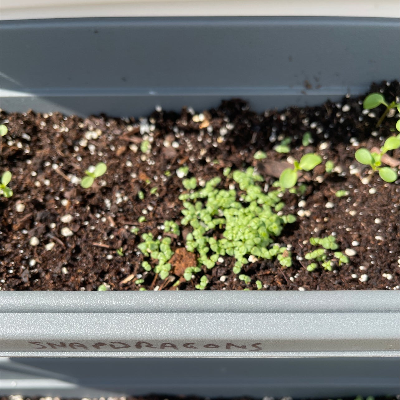 🐉 Soil Recommendations for Common Snapdragon