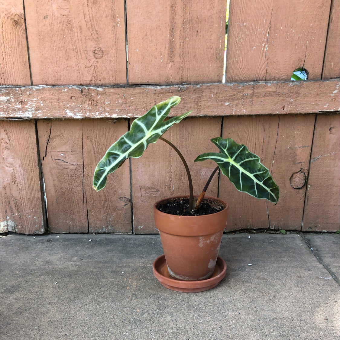 Alocasia Polly Plant - Fertilizing 101