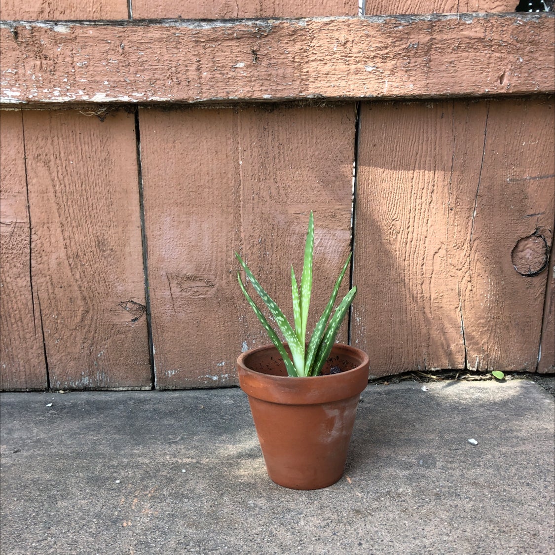 Why Are My Aloe Vera Leaves Falling Over? 🍂