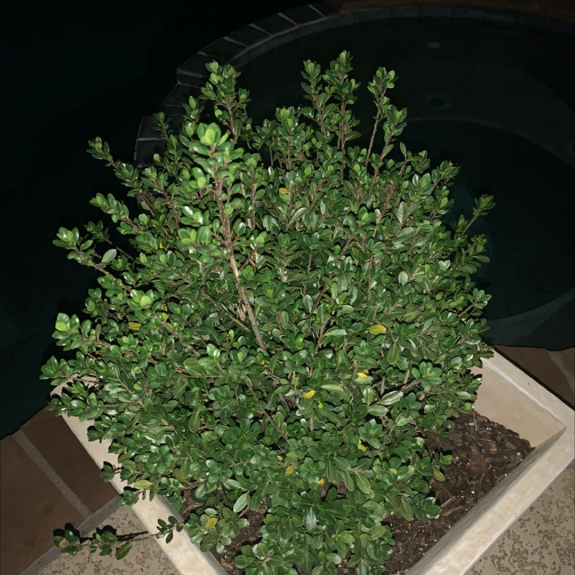 Light Requirements For My Common Boxwood by Season