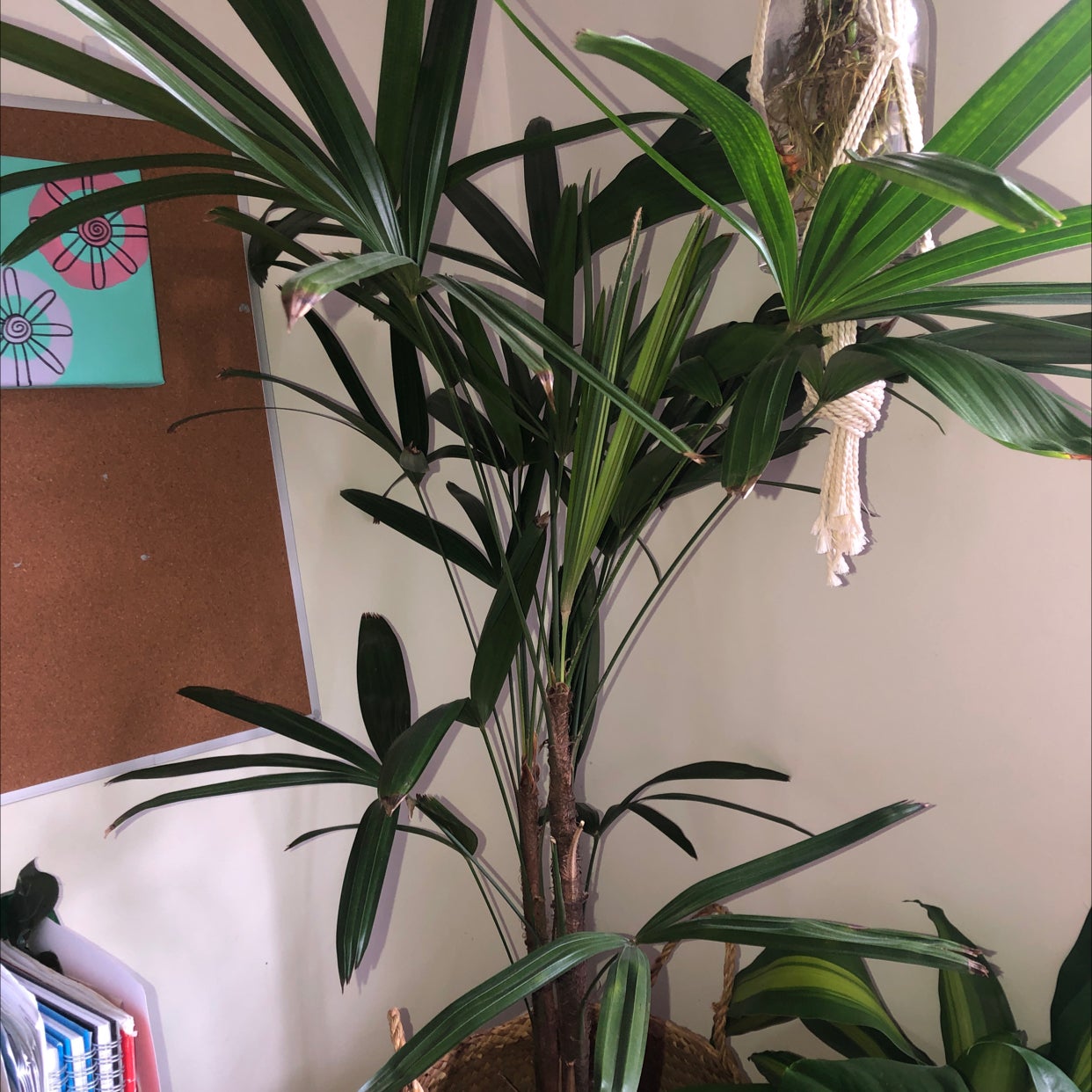 Soil Recommendations for Rhapsis Palm