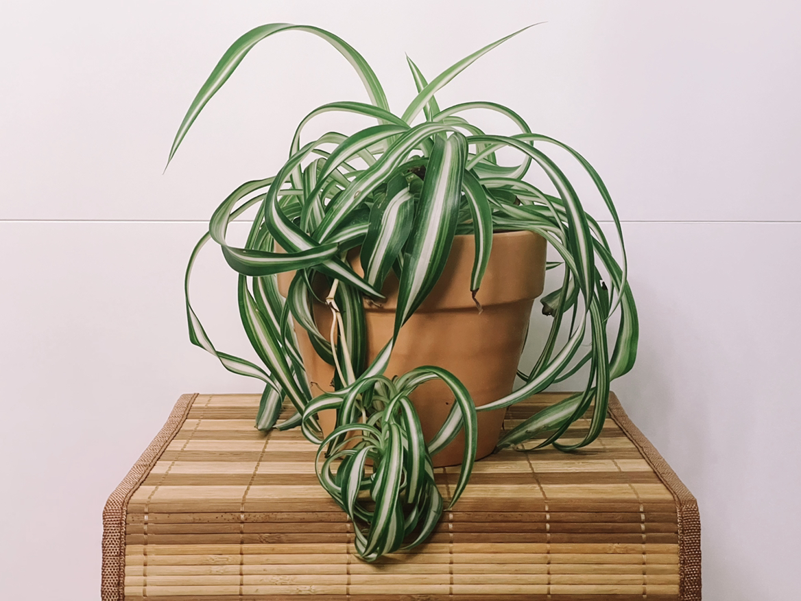 How to Fertilize Your Curly Spider Plant