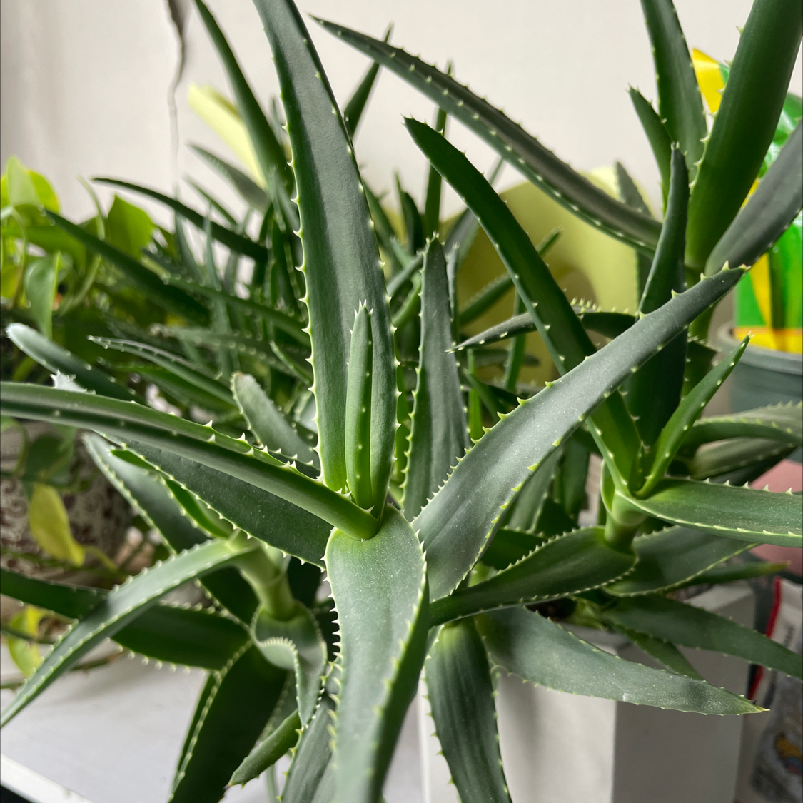 10 Advantages of Having a Candelabra Aloe