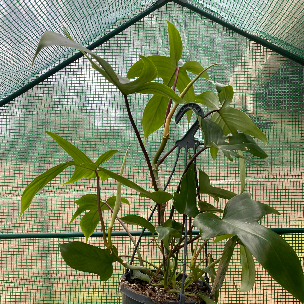 🥀 Why Are My Philodendron 'Florida' Leaves Droopy?