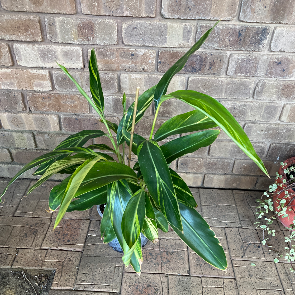 What Are The Bugs on My Variegated Shell Ginger? 🐛