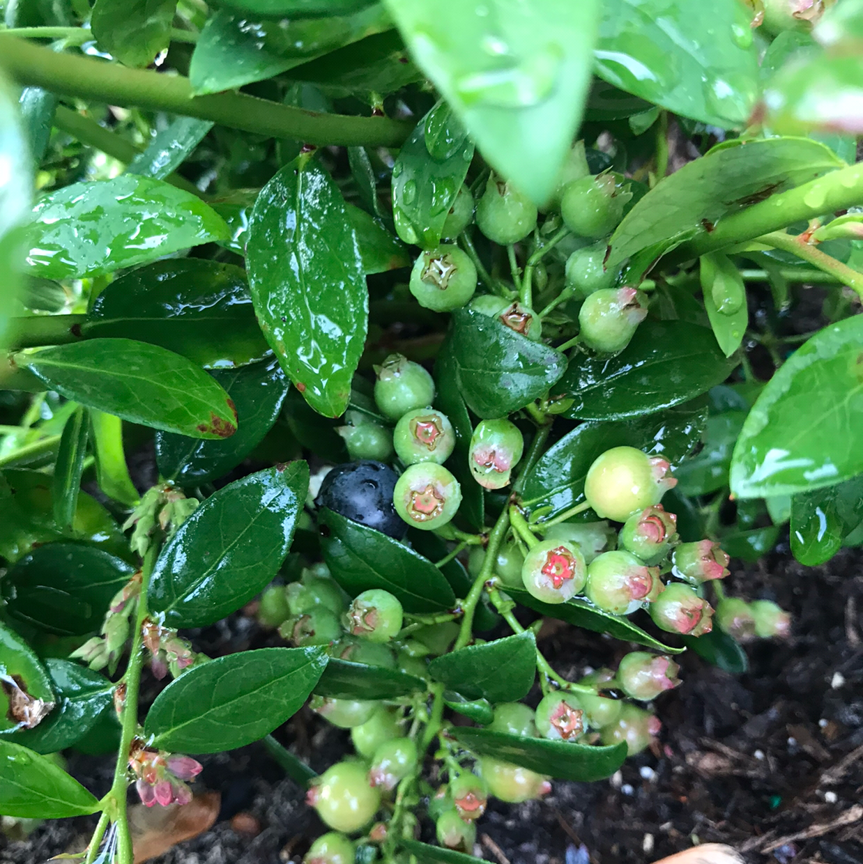 🫐 Best Soil for American Blueberry