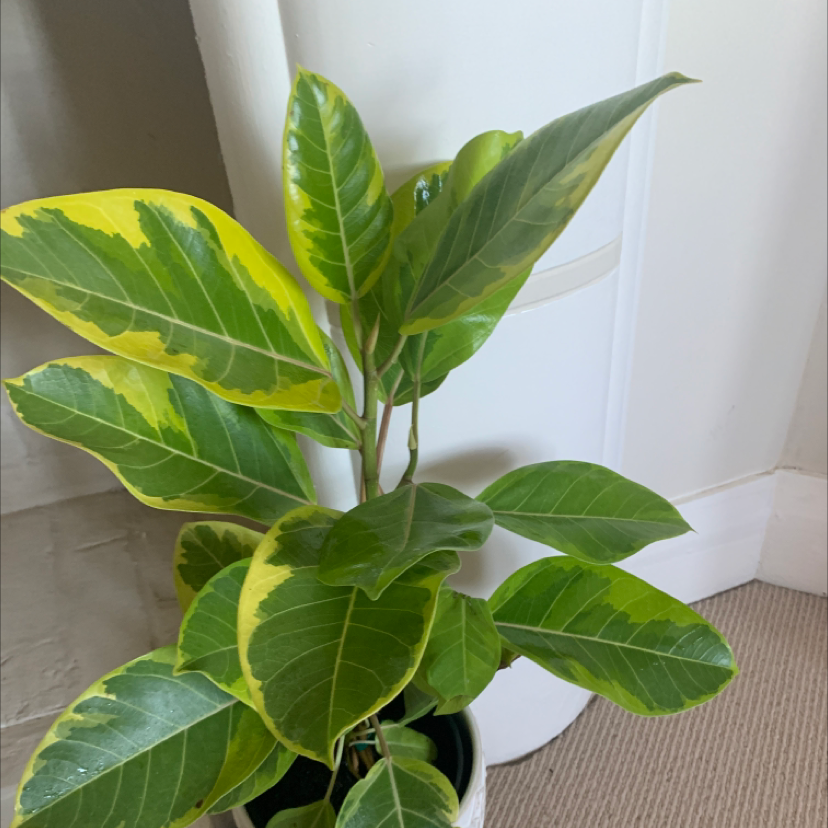 Why Are My Ficus altissima 'Yellow Gem' Leaves Droopy?