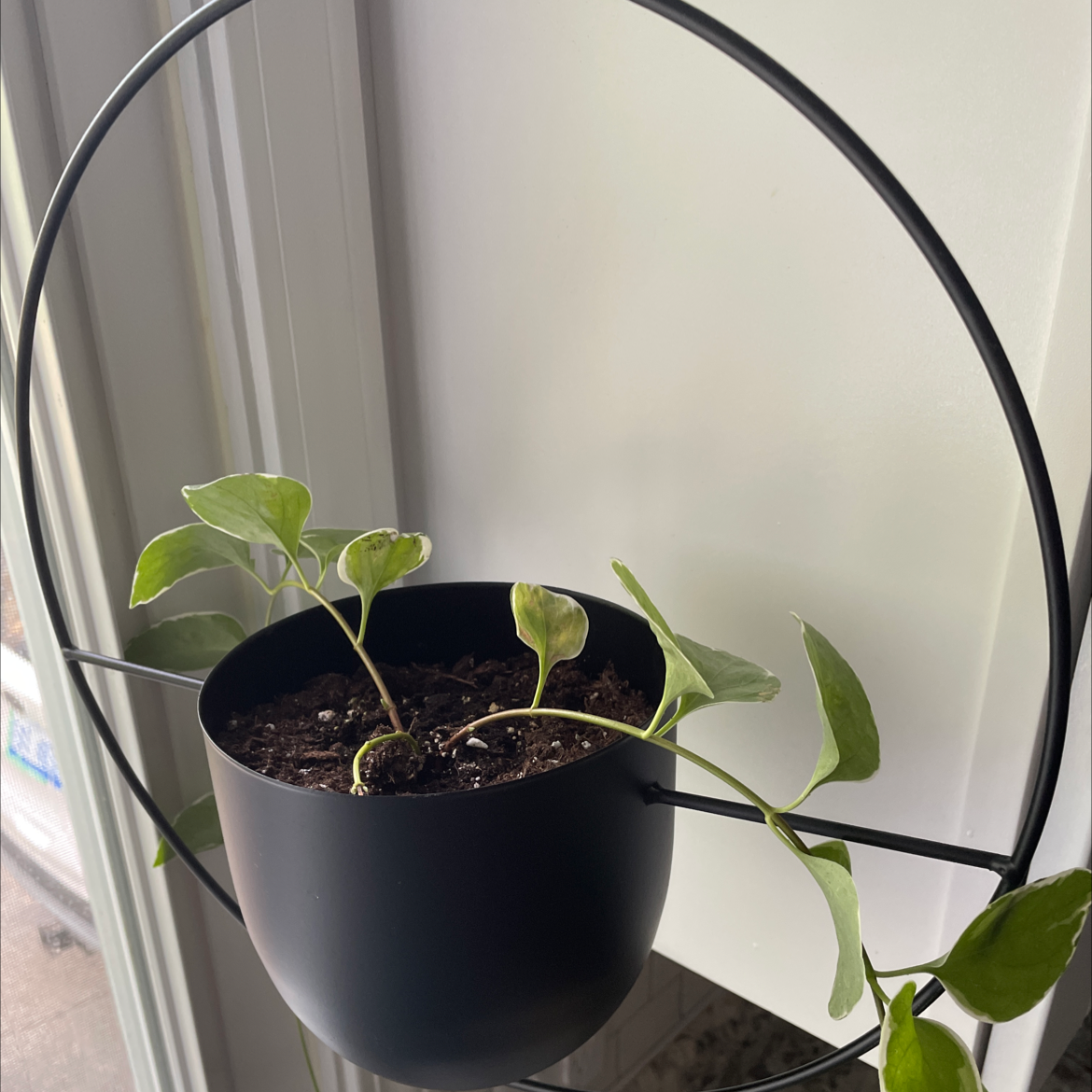 Propagating Your Variegated Vinca Vine: Step-by-Step Guide